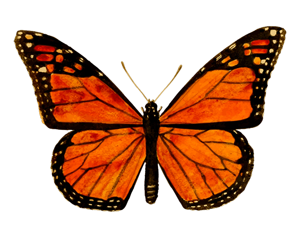 Ron Generoso - Mar del Plata